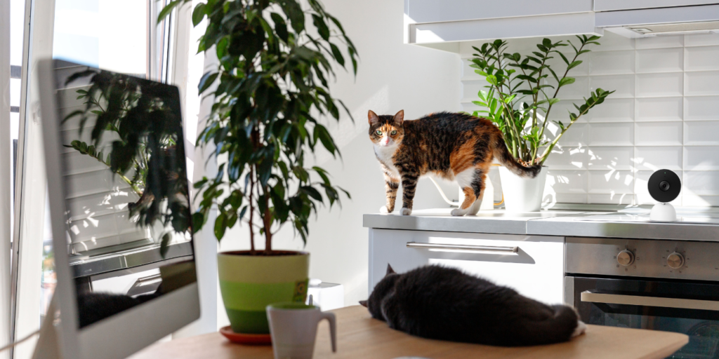How To Use Home Security Cameras To Keep An Eye On Your Pets And Ensure ...